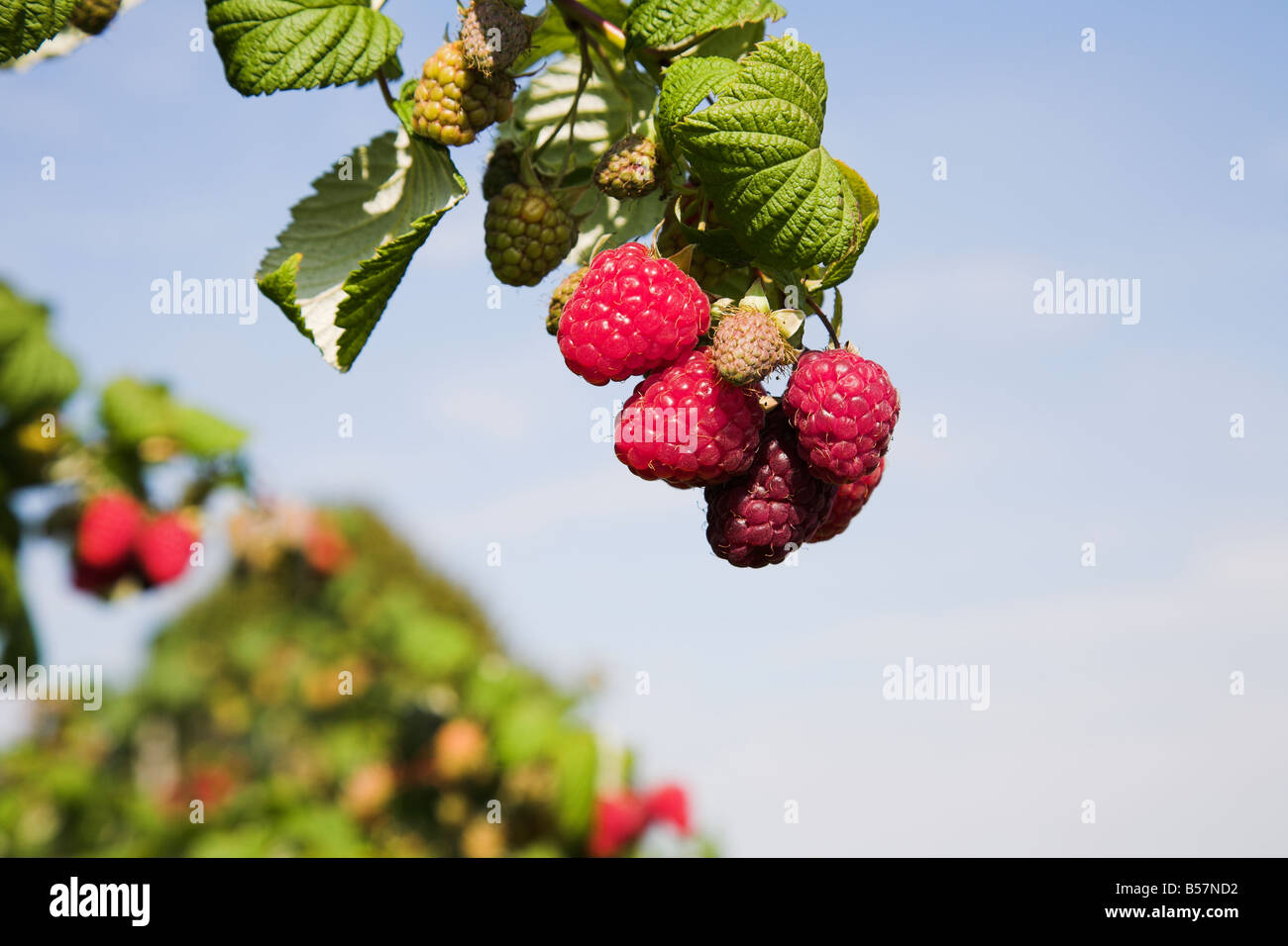 Raspberry bush hi-res stock photography and images - Alamy