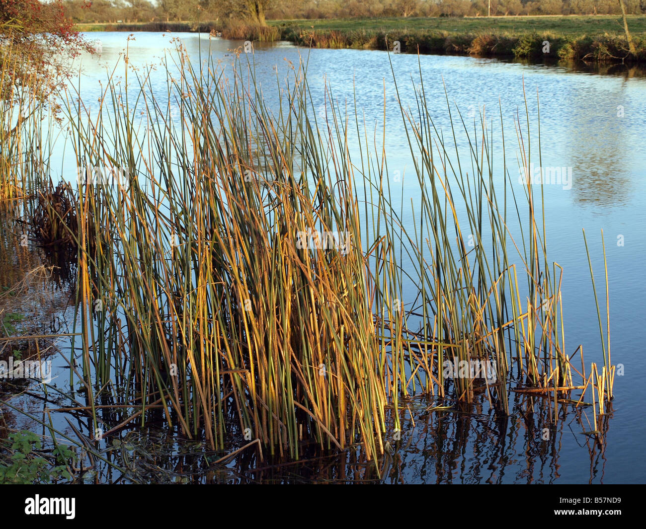 Reeds in the Great Ouse river Stock Photo - Alamy