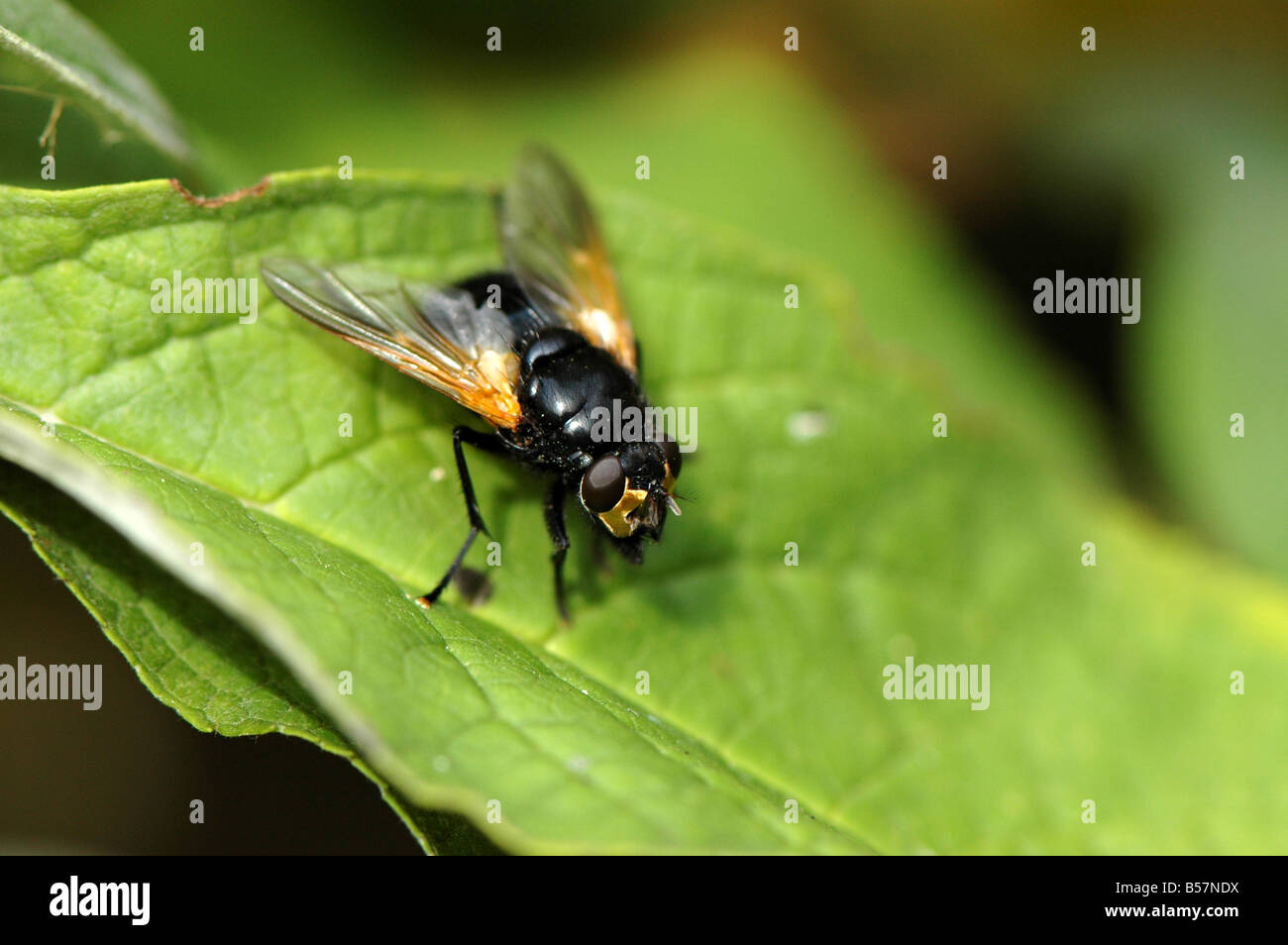Muscid Fly High Resolution Stock Photography and Images - Alamy