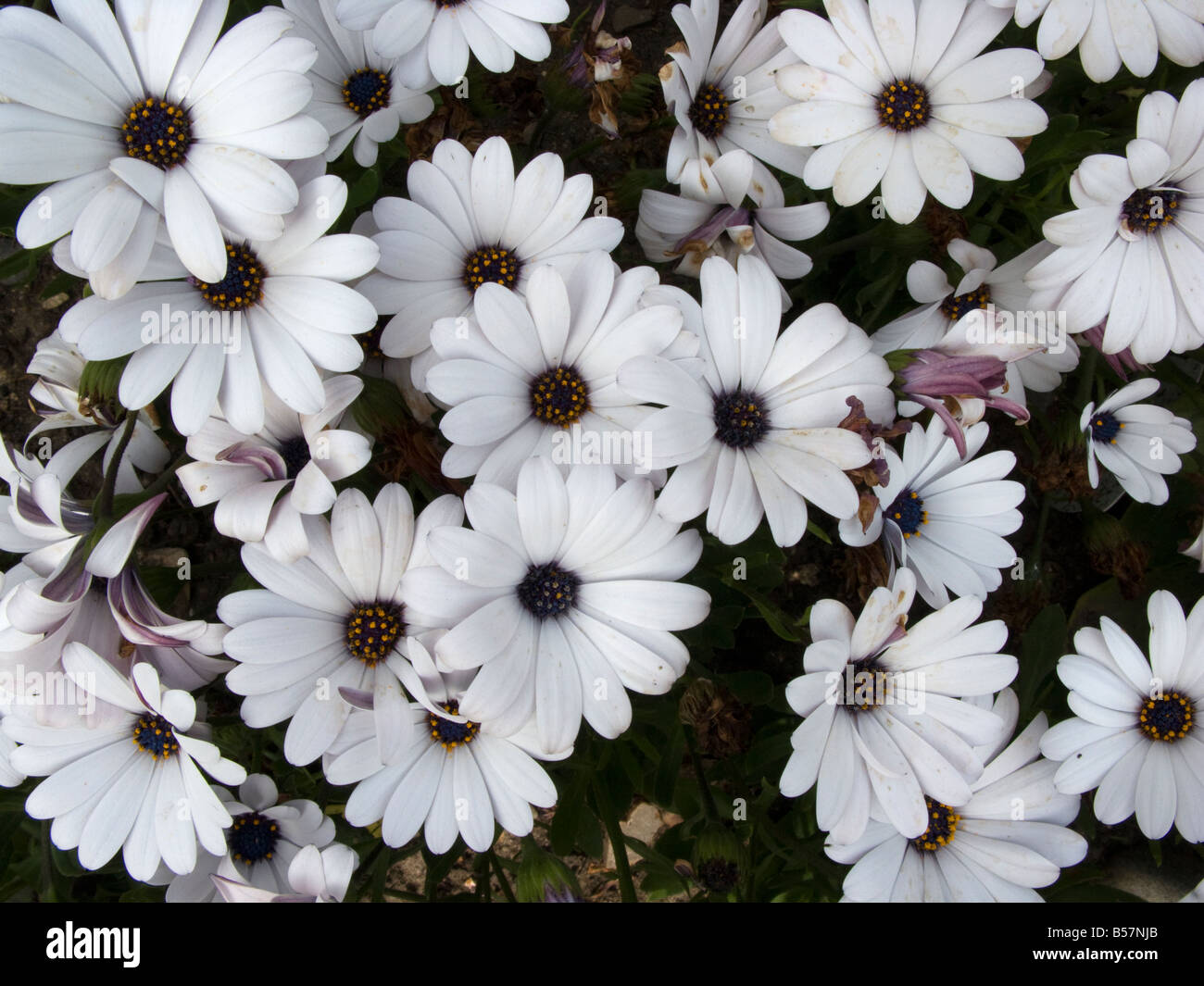Multitude of flowers hi-res stock photography and images - Alamy