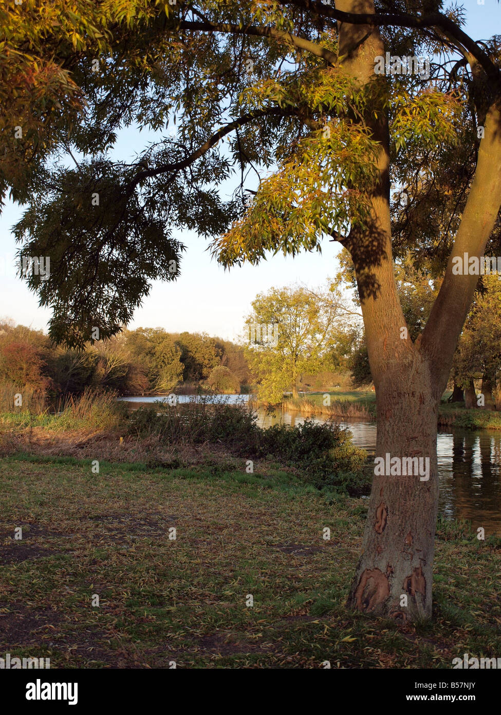 Tree bank hi-res stock photography and images - Alamy