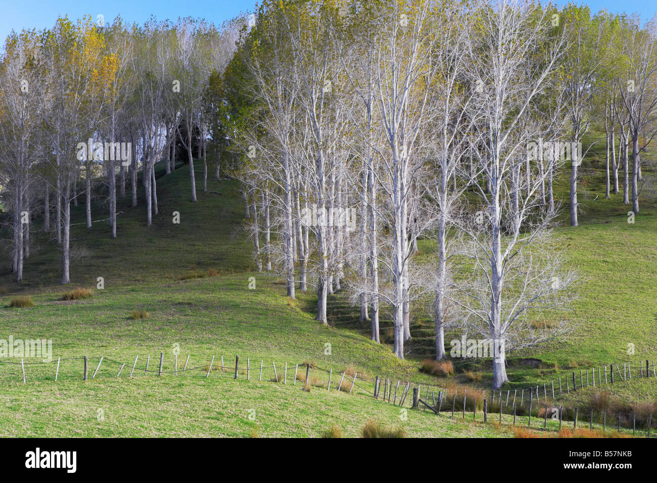 Lines of Autumnal silver birch trees forming a copse on a hillside ...