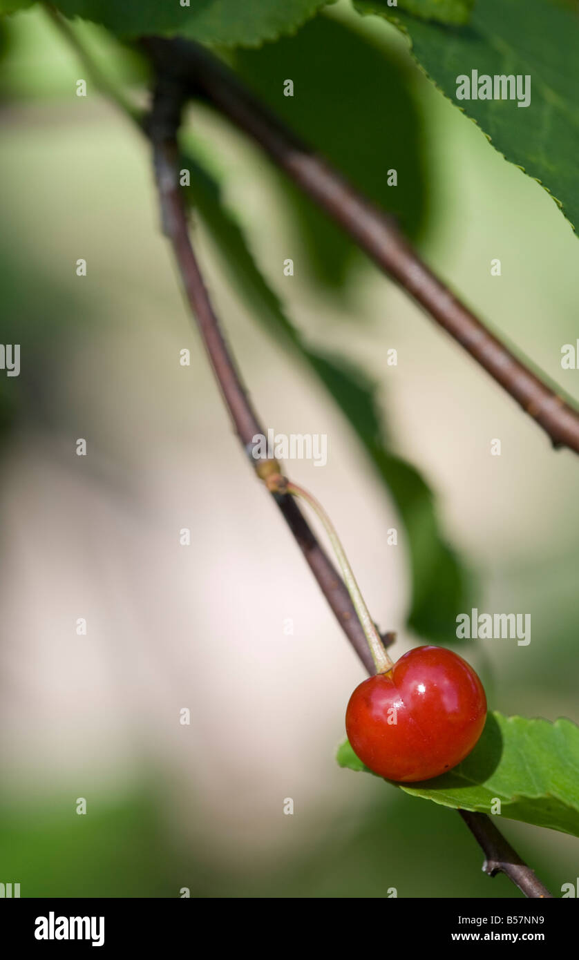 Prunus pensylvanica hi-res stock photography and images - Alamy