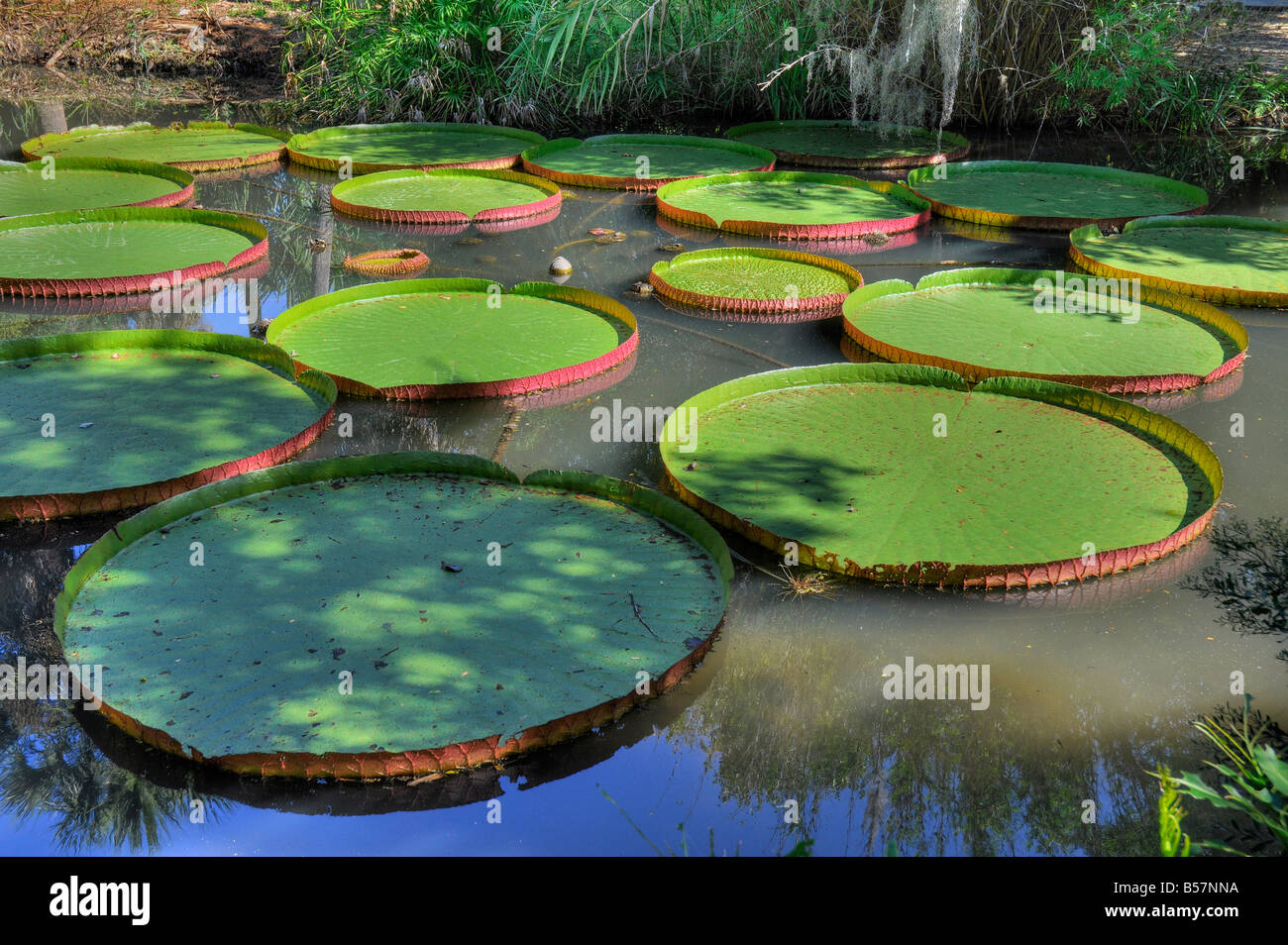 Kanapaha Gardens Gainesville Florida Giant Victoria water lily Stock ...