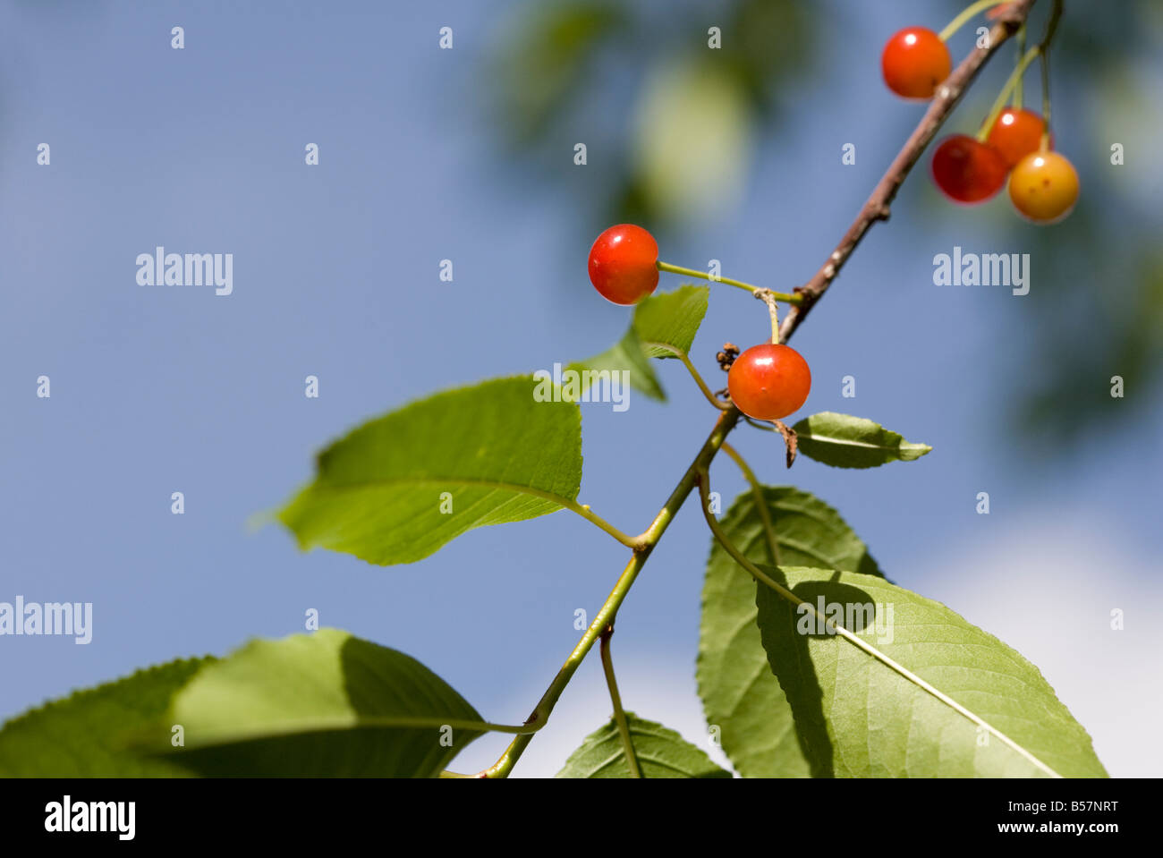 Pin cherries hi-res stock photography and images - Alamy