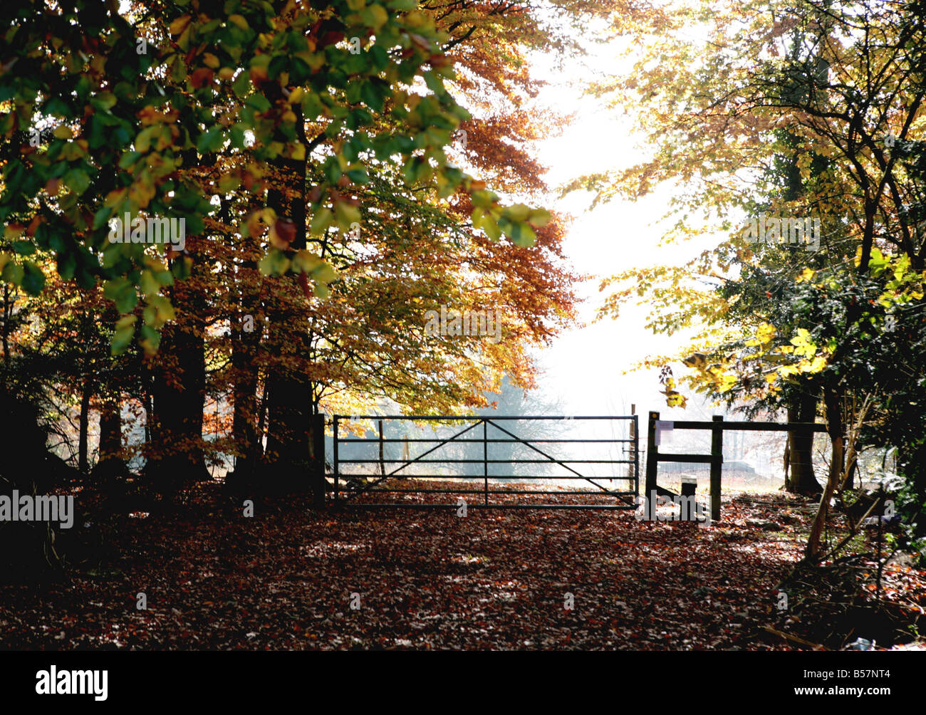 autumn trees hogs back surrey Stock Photo - Alamy