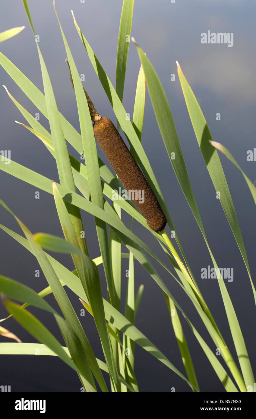 Close up typha latifolia flower hi-res stock photography and images - Alamy
