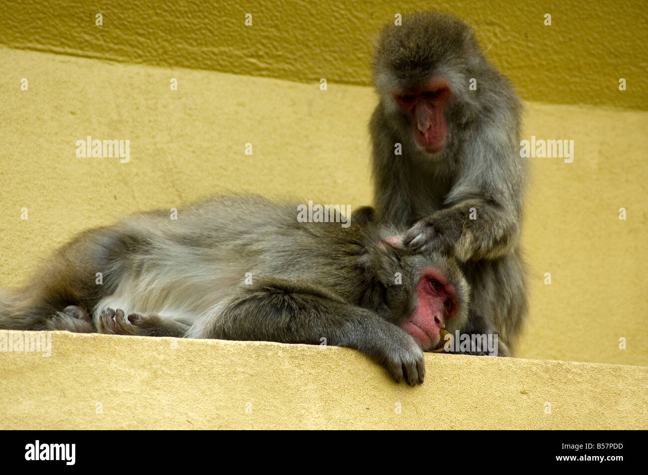 Monkey cleaning each other hi-res stock photography and images - Alamy