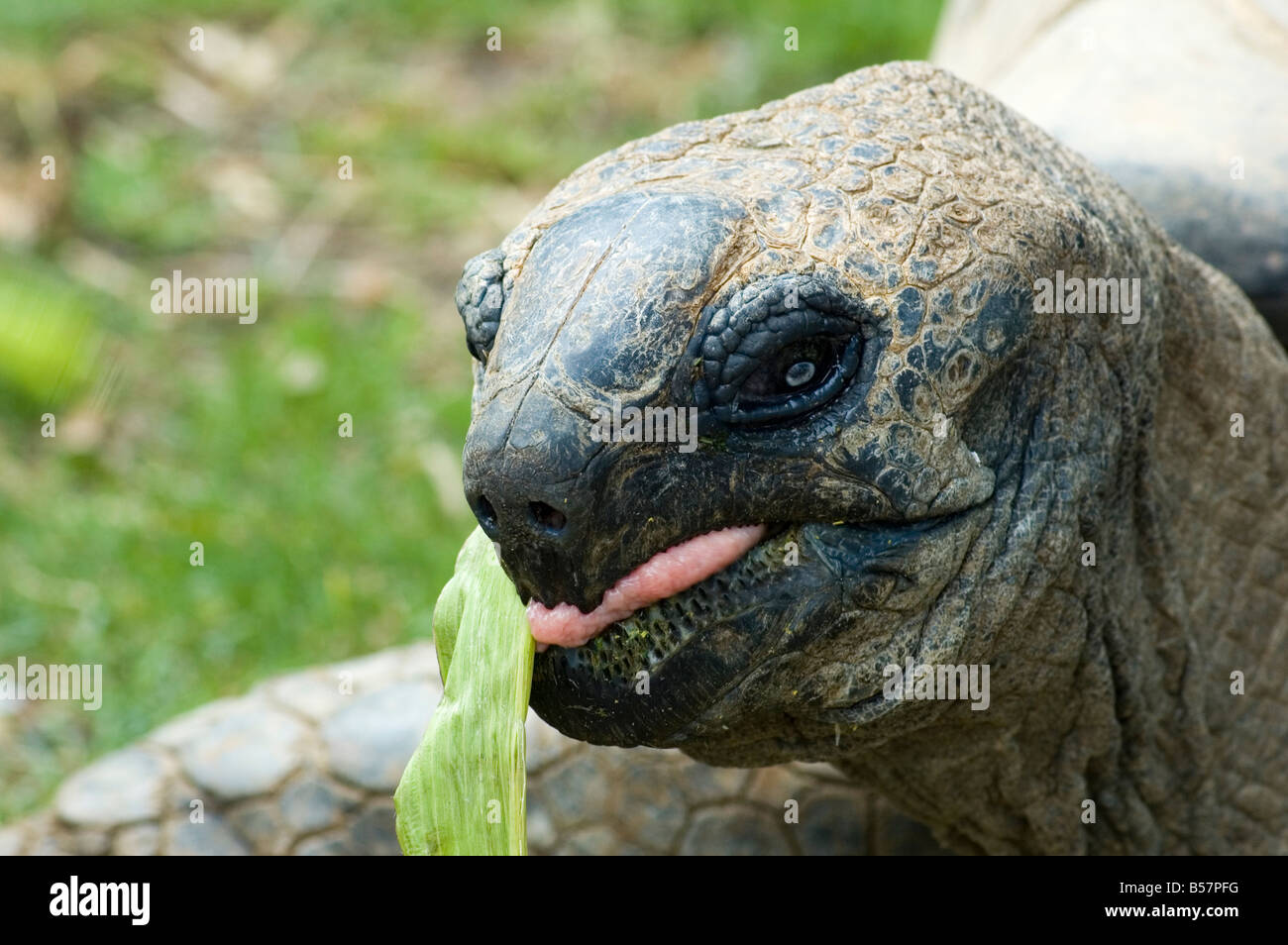 giant tortois eating a leaf Stock Photo - Alamy