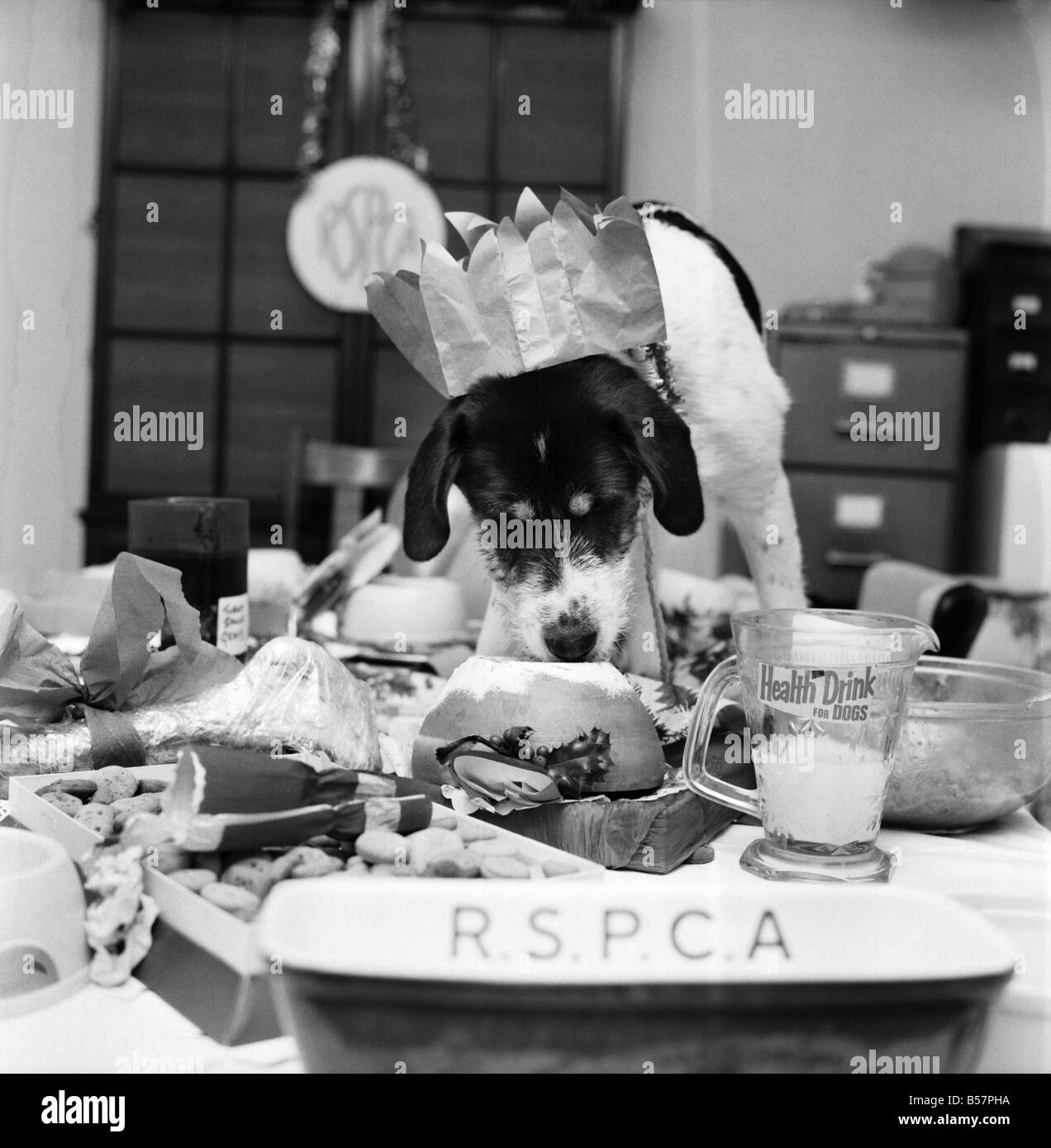 Blog, the mongrel, complete with Christmas-hat, is last to arrive at ...