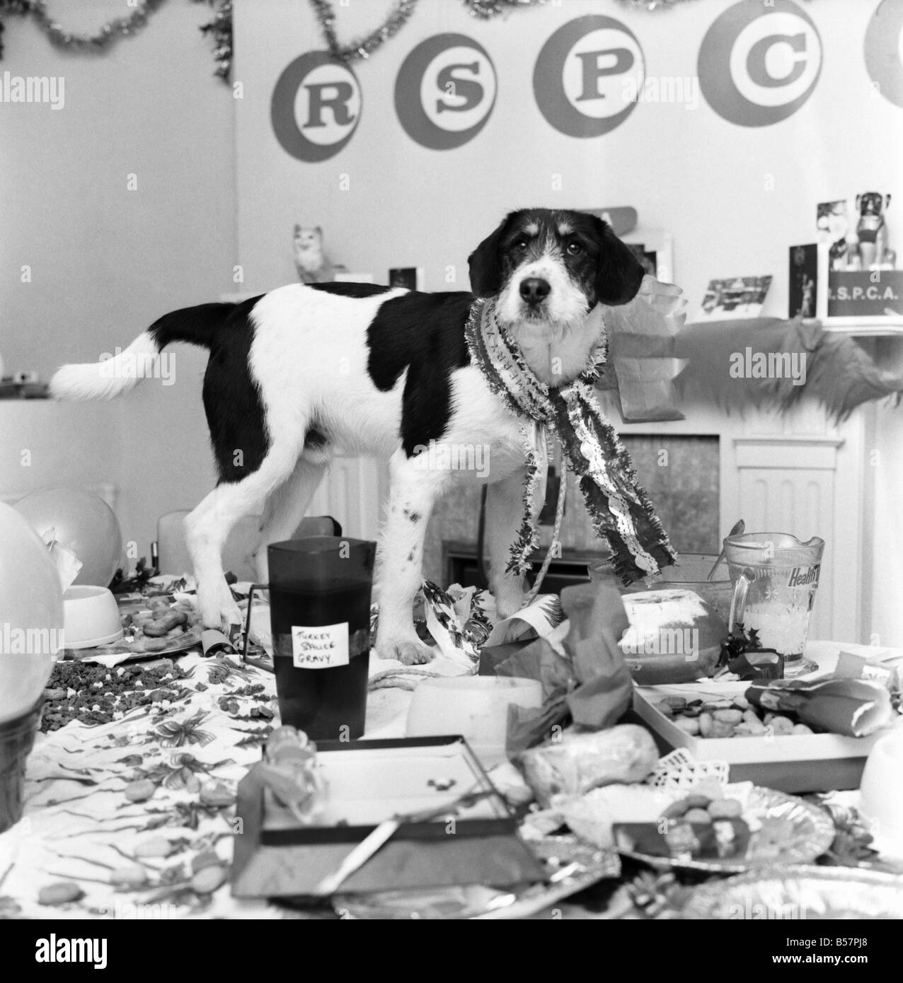 Rspca Black and White Stock Photos & Images - Alamy