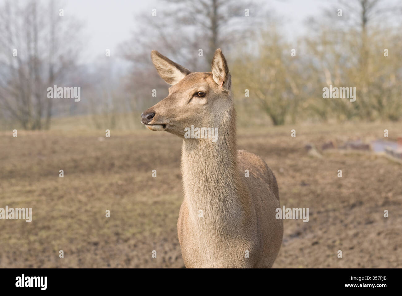 Cervus elaphus Red Deer doe cow dam forest wood Stock Photo - Alamy