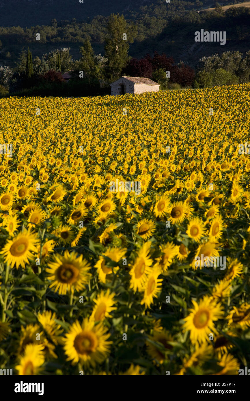 Field of sunflowers, Provence, France, Europe Stock Photo - Alamy