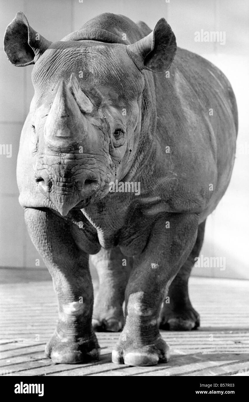 Black Rhino at Bristol Zoo. January 1975 75-00379-008 Stock Photo - Alamy