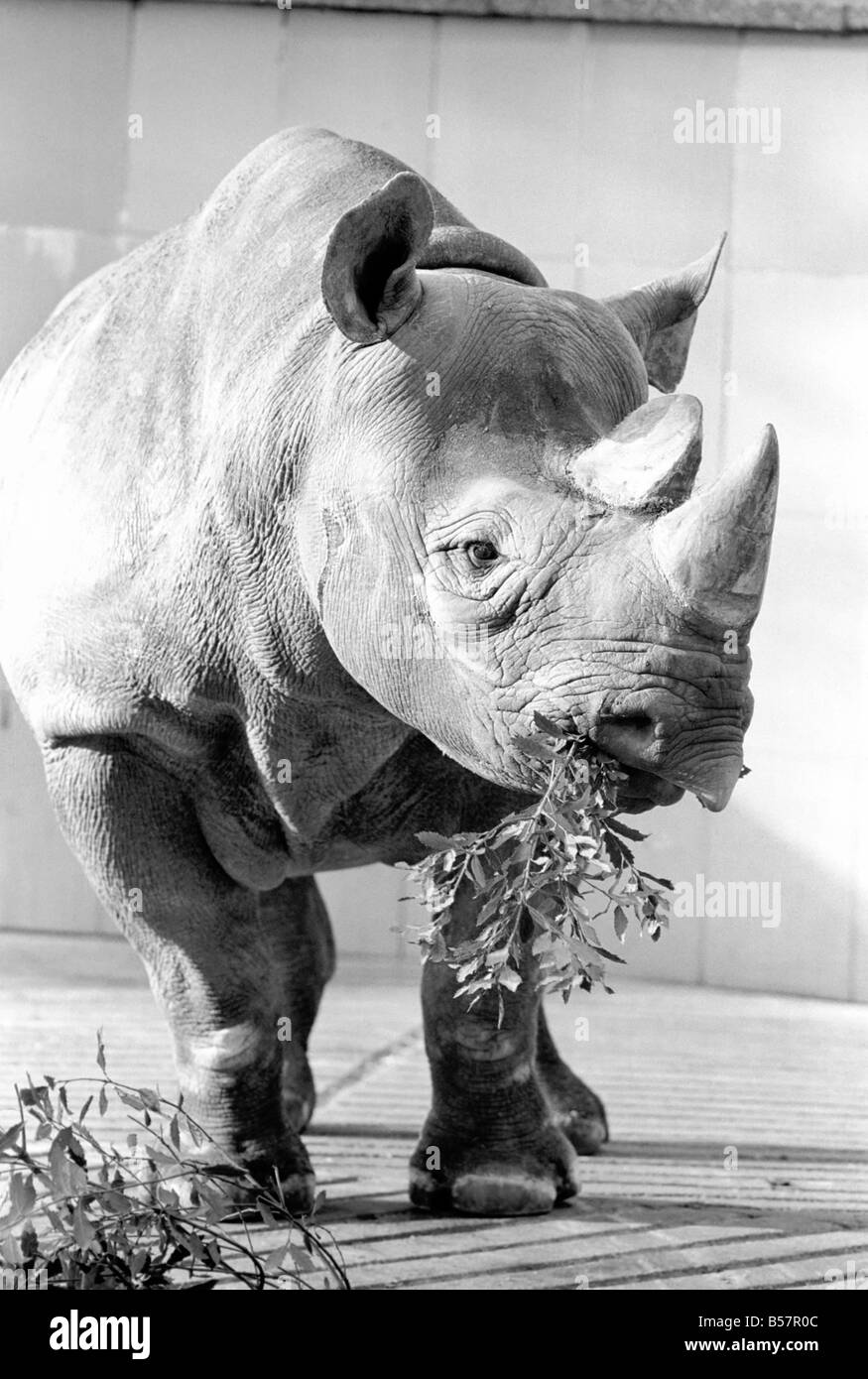 Zoo rhinoceros hi-res stock photography and images - Alamy