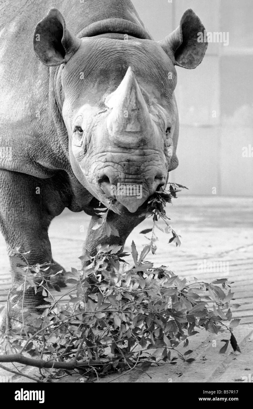 Zoo rhinoceros hi-res stock photography and images - Alamy