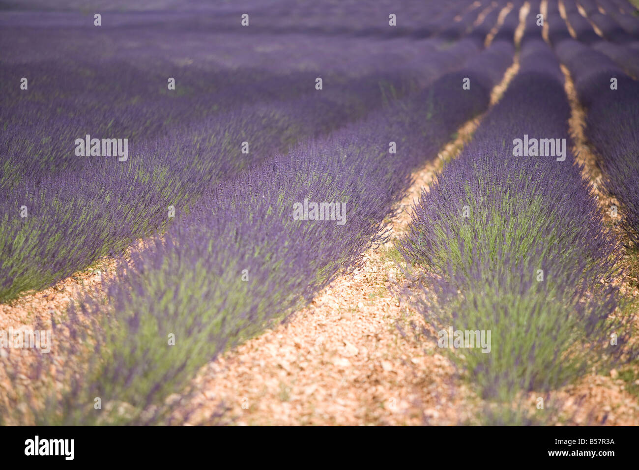 Lavender fields, Provence, France, Europe Stock Photo - Alamy