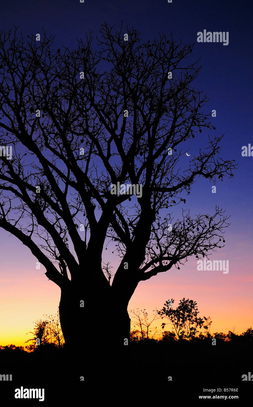 Silhouette of Boab tree and moon, Kimberley, Western Australia ...