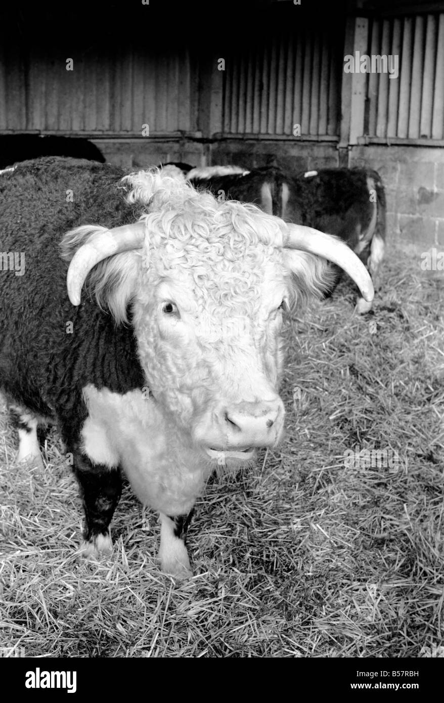 Hereford cattle auction hi-res stock photography and images - Alamy