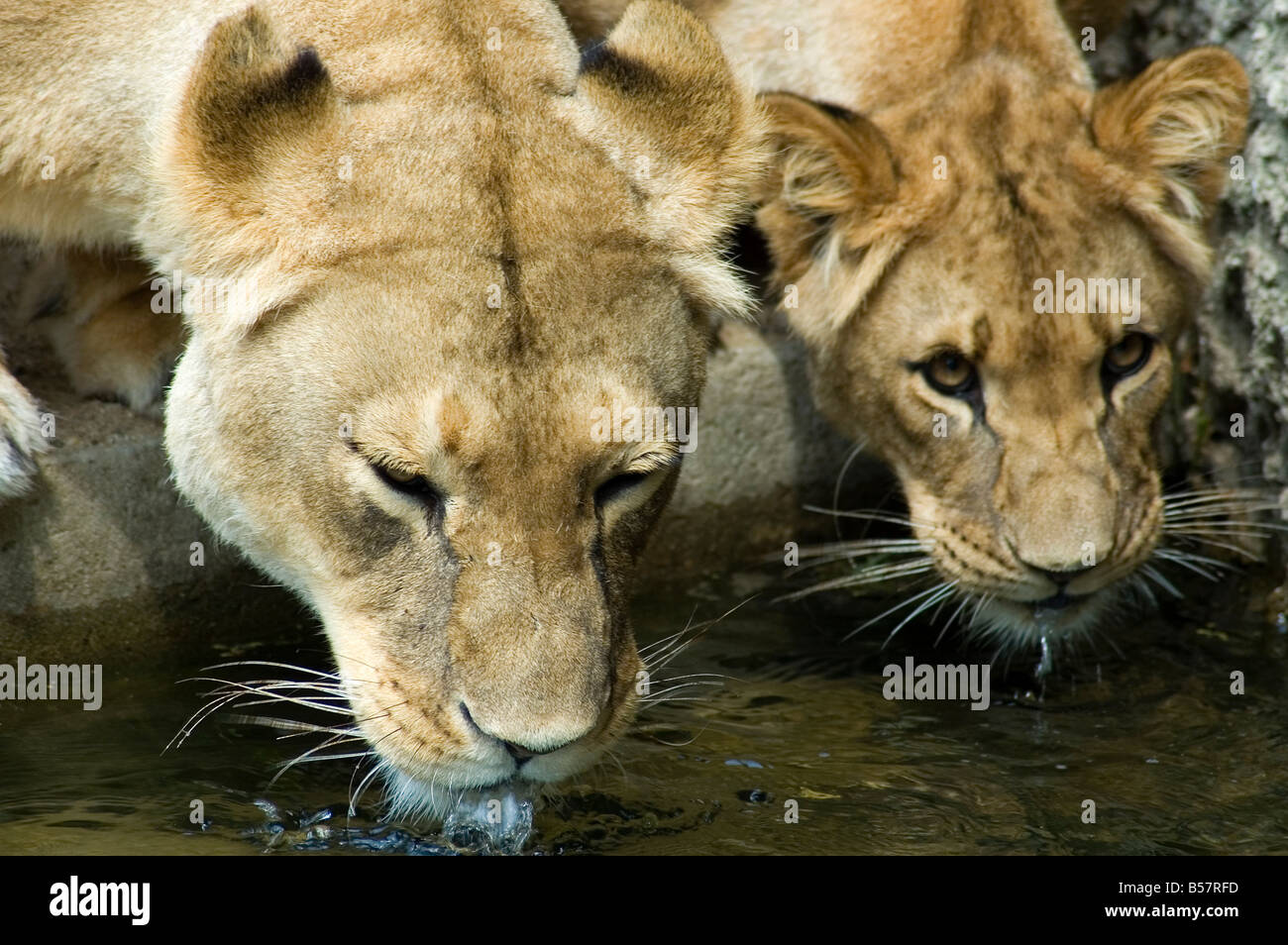 Lioness with tongue out drinking hi-res stock photography and images ...