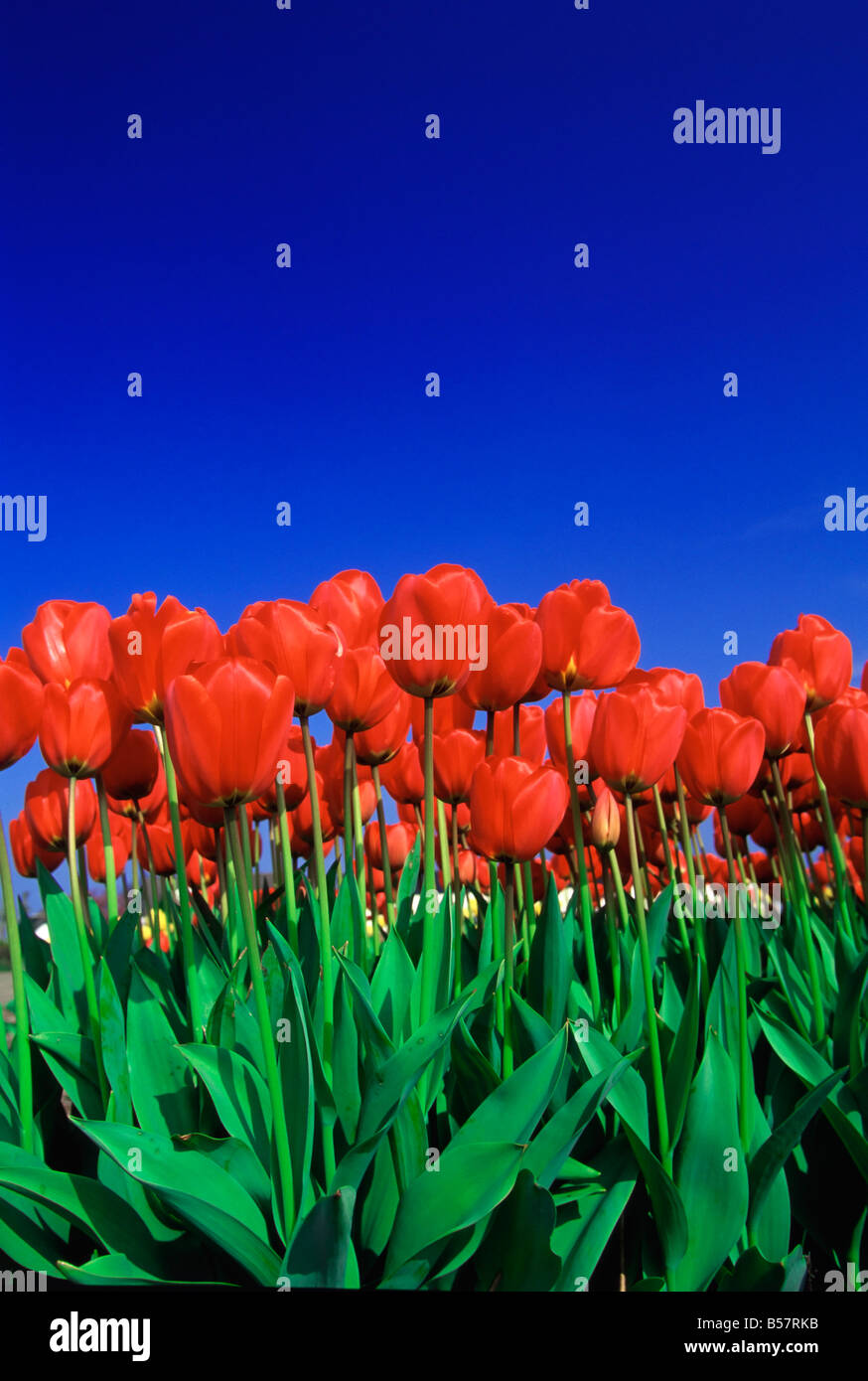 Tulip field, Holland, Europe Stock Photo - Alamy