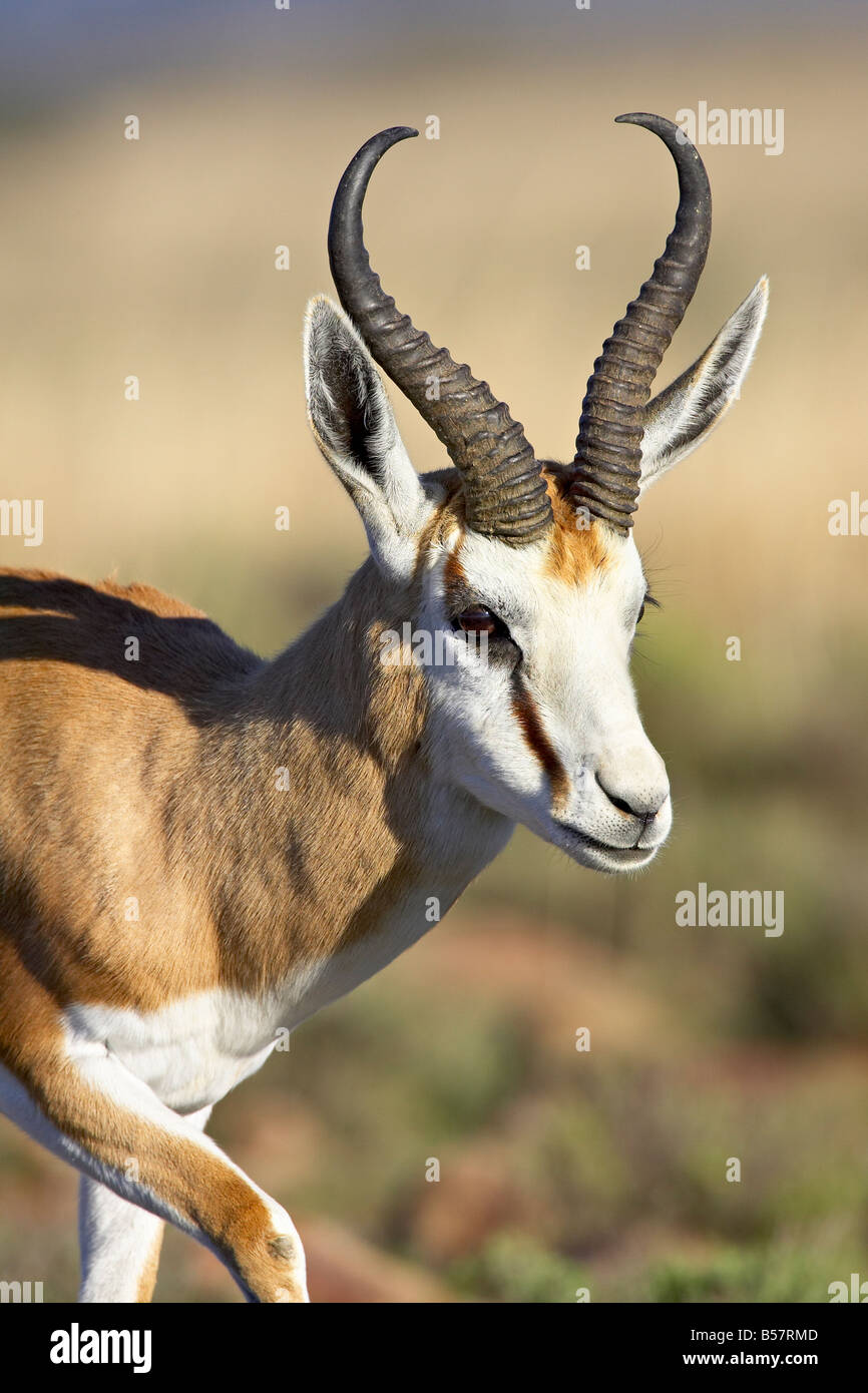 Springbok one horn hi-res stock photography and images - Alamy