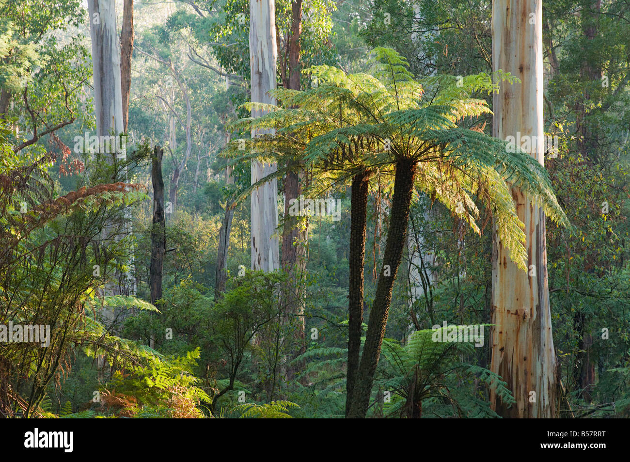 Tree ferns, Yarra Ranges National Park, Victoria, Australia, Pacific ...