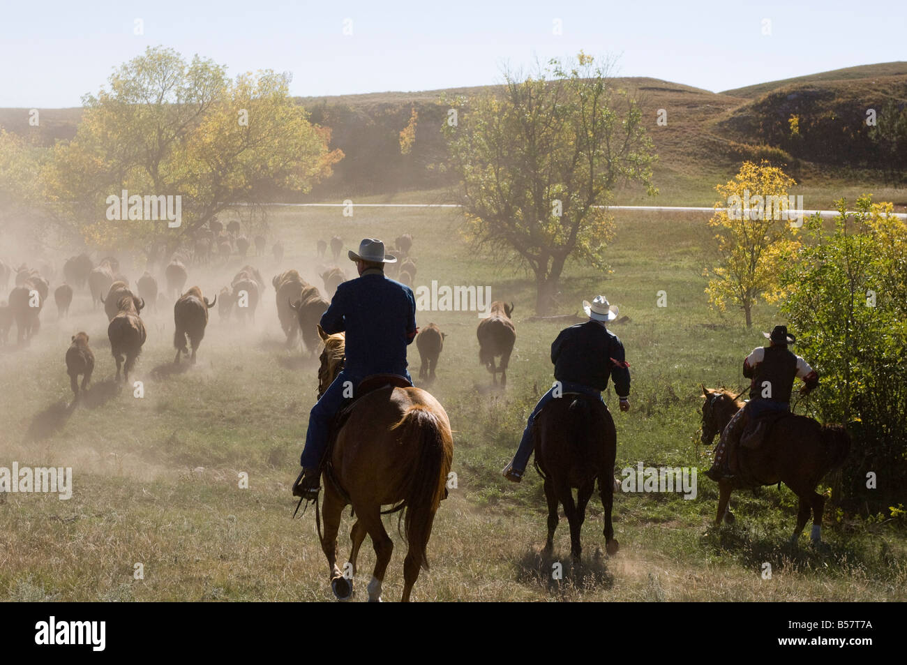 Cowboys pushing herd at Bison Roundup, Custer State Park, Black Hills ...
