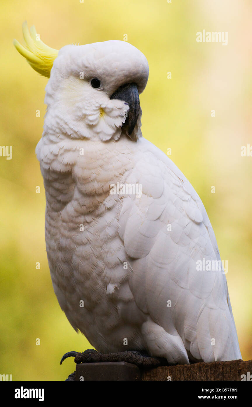 Sulphur-crested cockatoo, Dandenong Ranges, Victoria, Australia ...