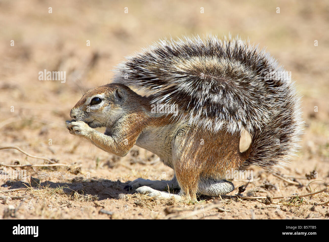 Male Cape ground squirrel, Kgalagadi Transfrontier Park, encompassing ...