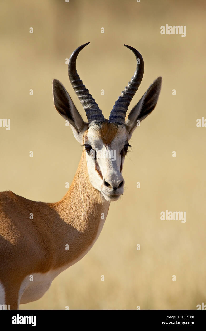 Male springbok, Kgalagadi Transfrontier Park, encompassing the former ...
