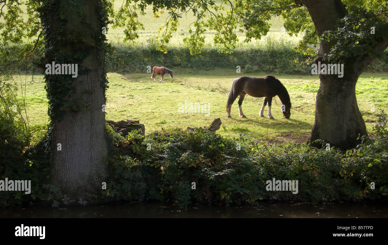 horses in field in the countryside Stock Photo - Alamy