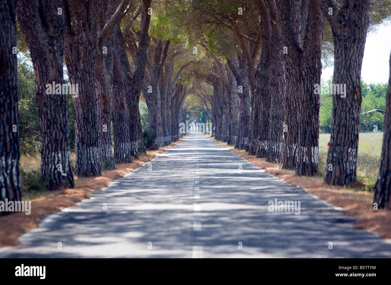 Tree-lined road, Maremma, Tuscany, Italy, Europe Stock Photo - Alamy