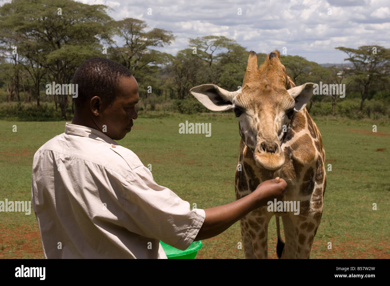 African man feeding rothschild giraffe hi-res stock photography and ...