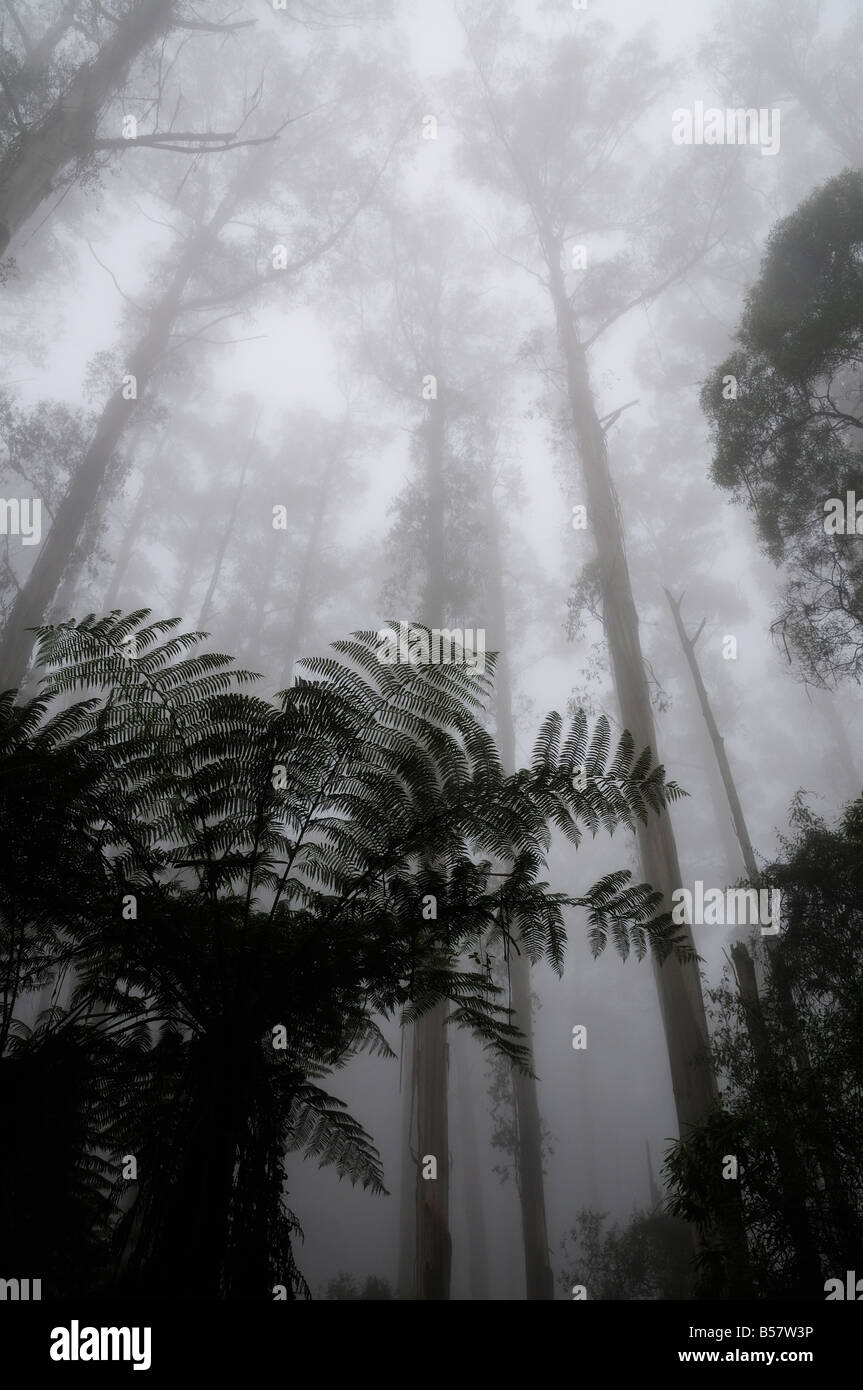 Mountain ash trees, the tallest flowering plants in the world, and tree ...