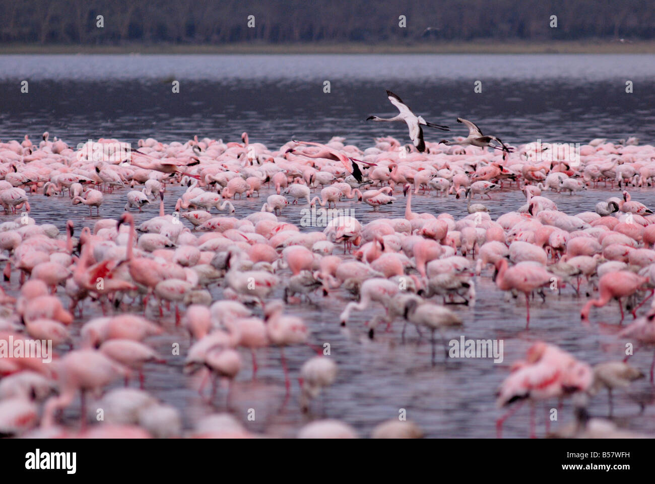 Lake Nakuru National Park, Kenya, East Africa, Africa Stock Photo - Alamy