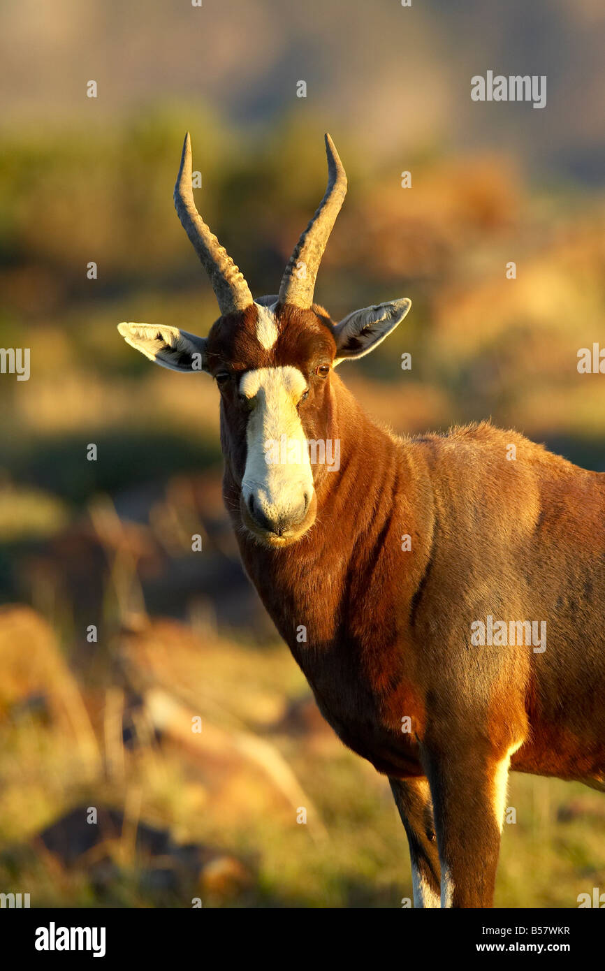 Blesbok (Damaliscus pygargus phillipsi), Mountain Zebra National Park ...