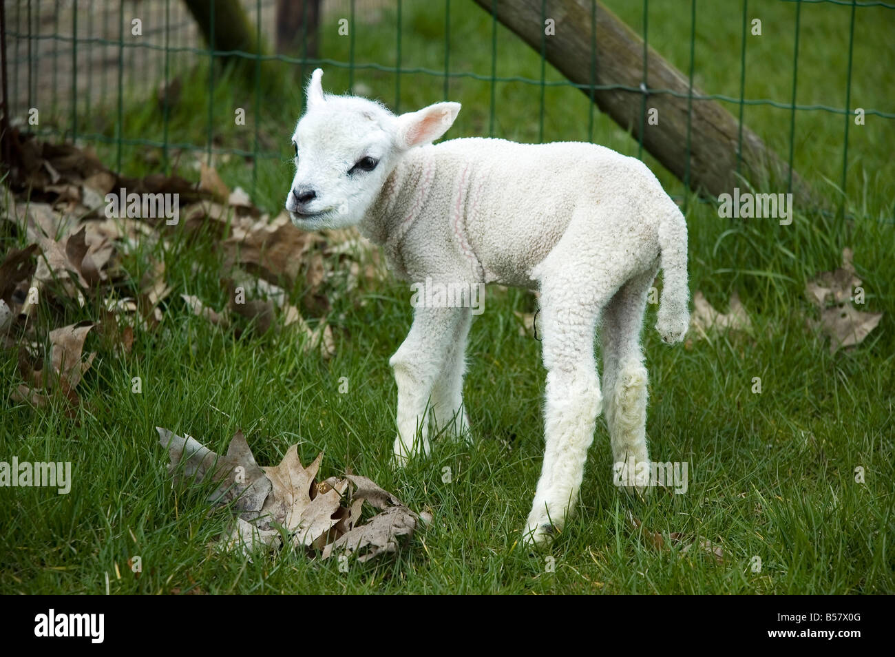 One Baby Sheep