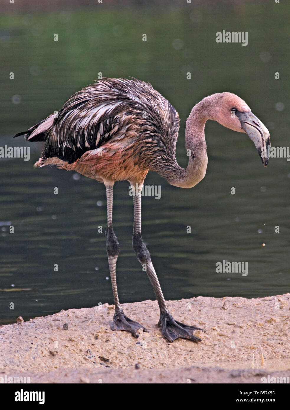 Pink flamingo juvenile phoenicopterus hi-res stock photography and ...