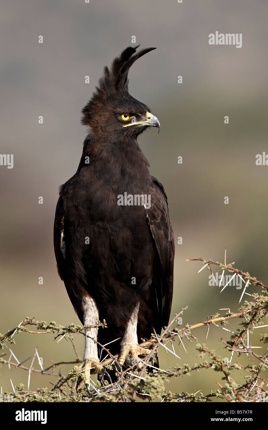 Long-crested eagle (Lophaetus occipitalis), Samburu National Reserve, Kenya, East Africa, Africa ...