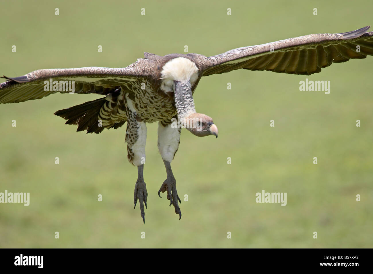 Ruppell's griffon vulture (Gyps rueppellii) on final approach ...