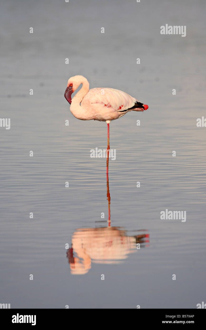 Lesser Flamingo Stock Photos & Lesser Flamingo Stock Images - Alamy