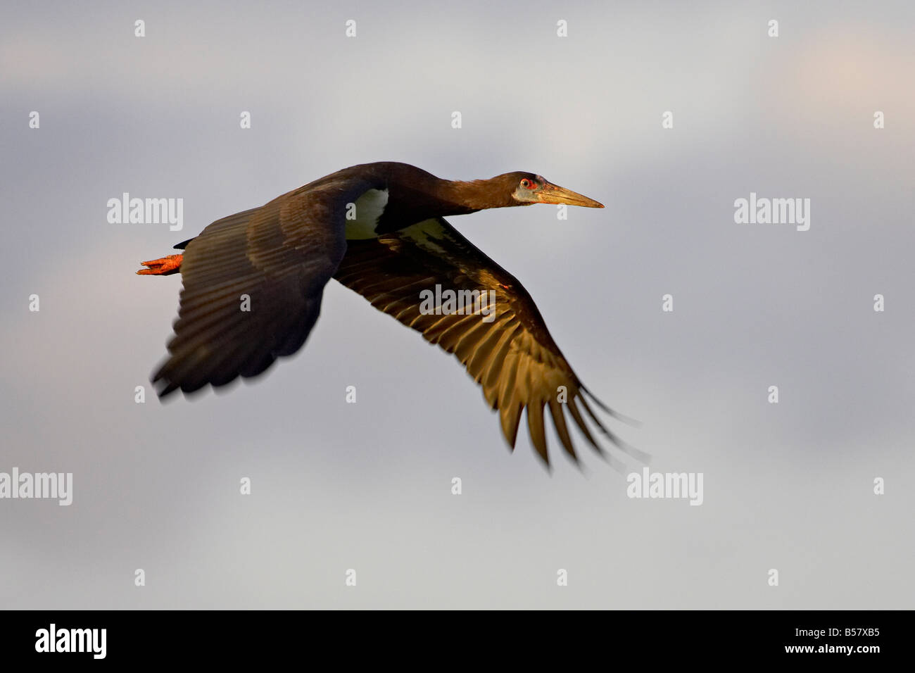 Tanzanian stork hi-res stock photography and images - Alamy