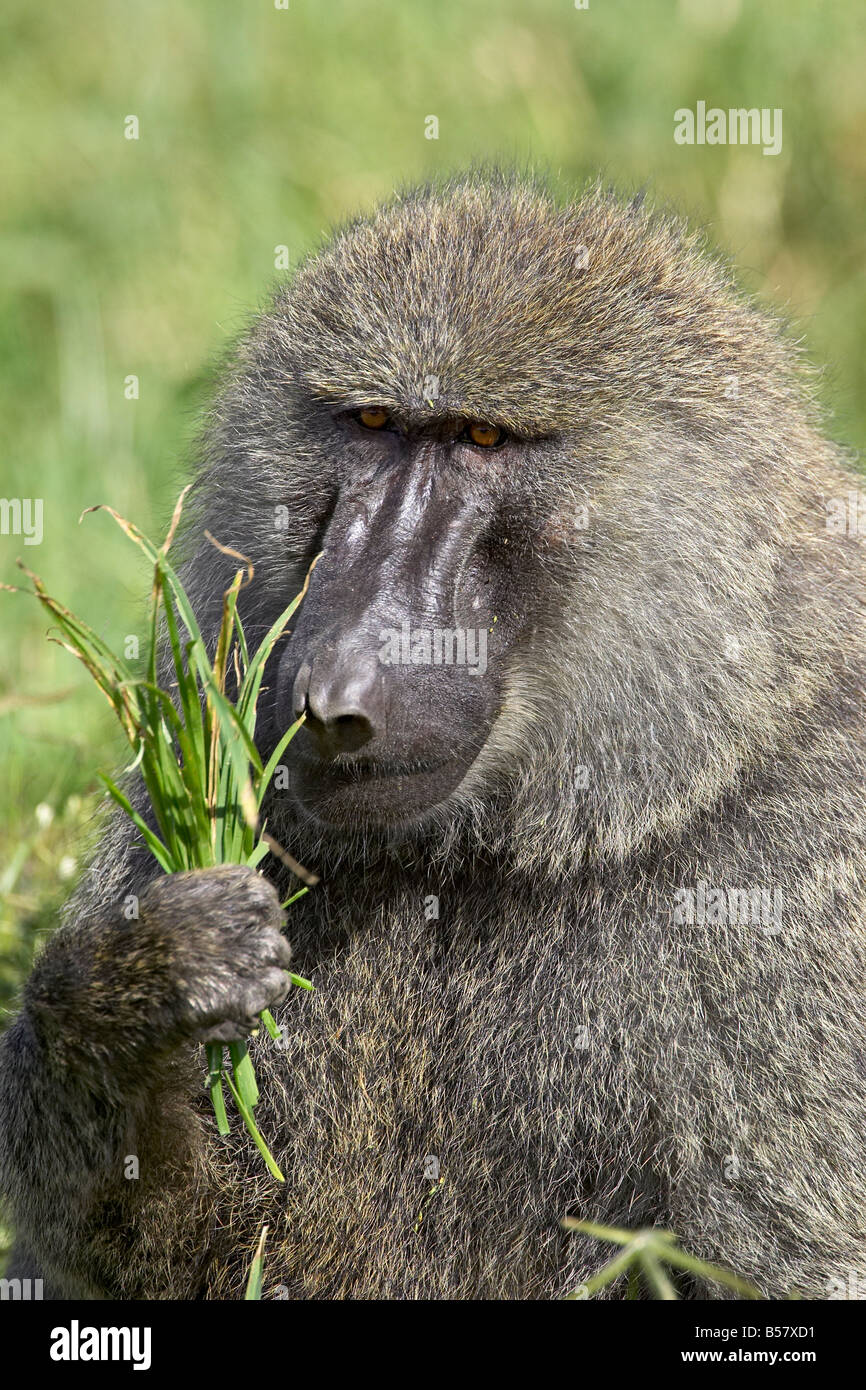 Olive baboon (Papio cynocephalus anubis) eating grass, Serengeti ...
