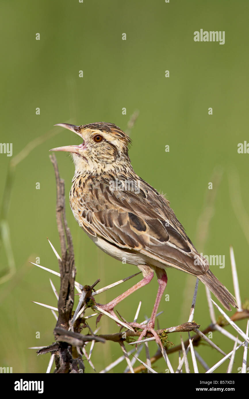 Mirafra africanoides hi-res stock photography and images - Alamy