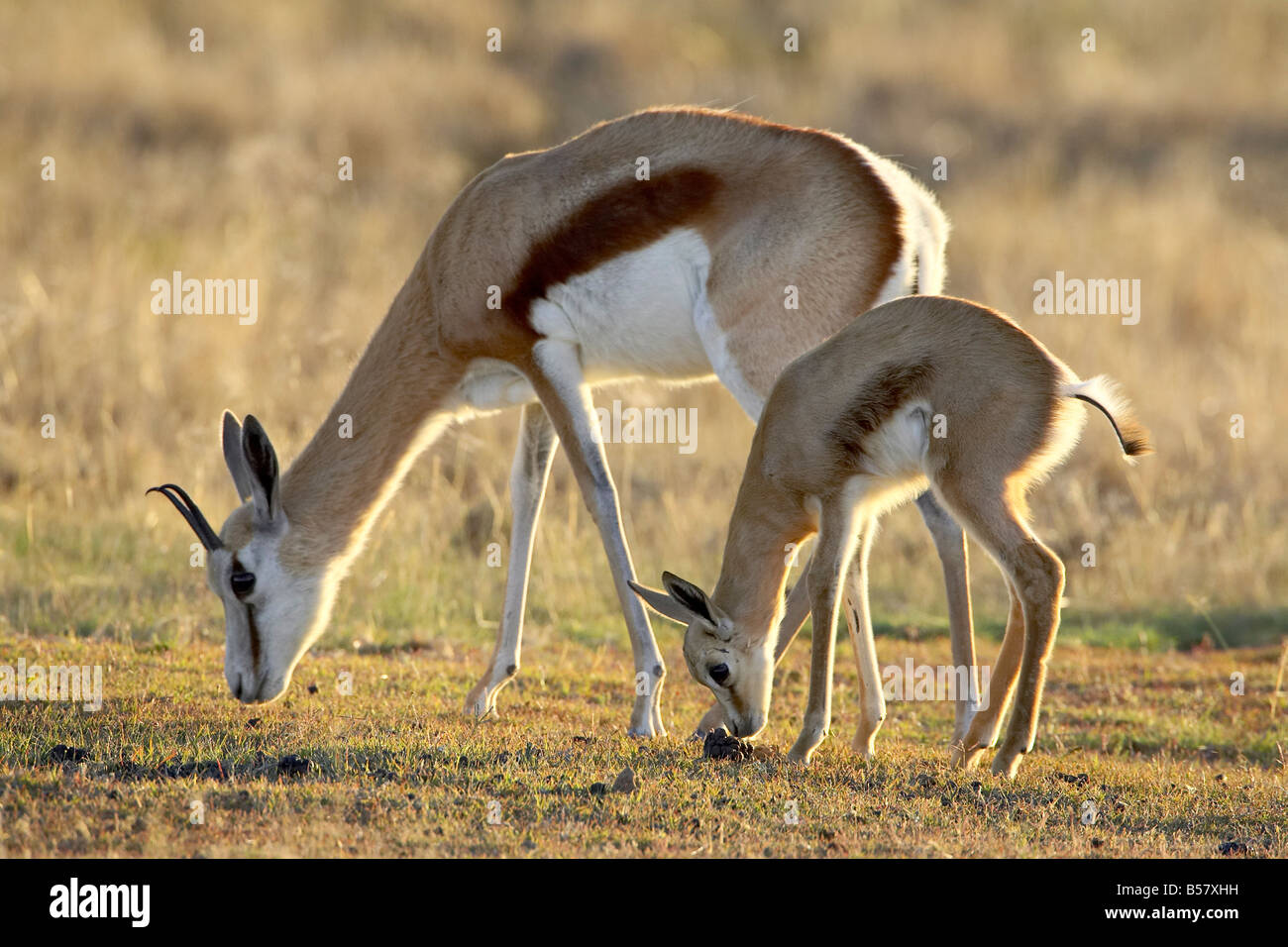 Springbok with young hi-res stock photography and images - Alamy