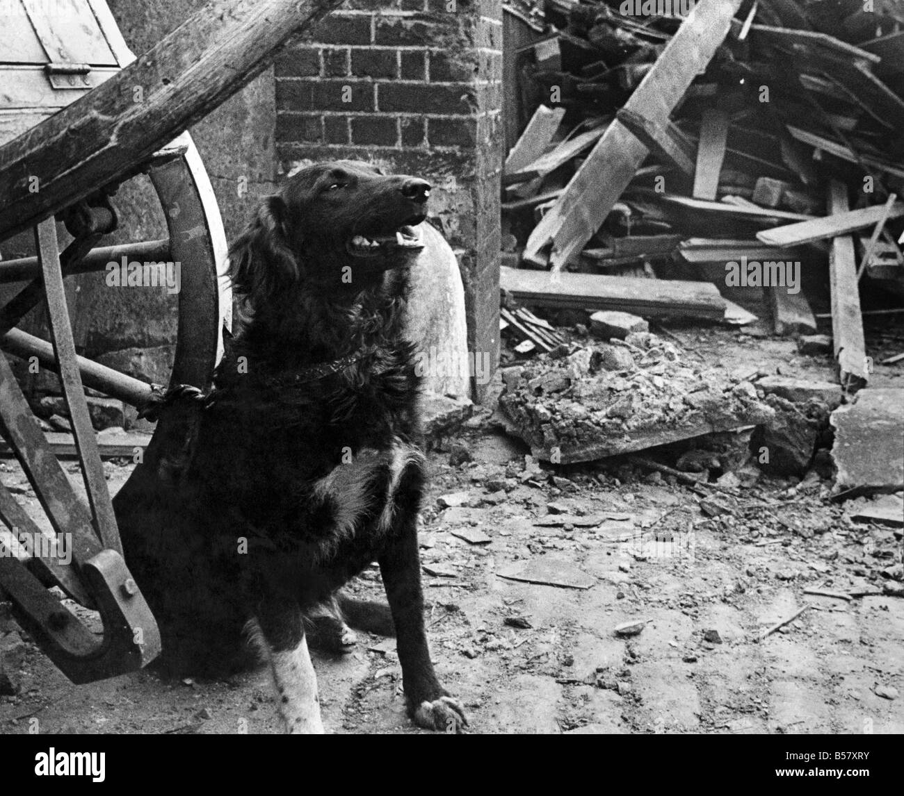 Dogs in ww2 london hi-res stock photography and images - Alamy