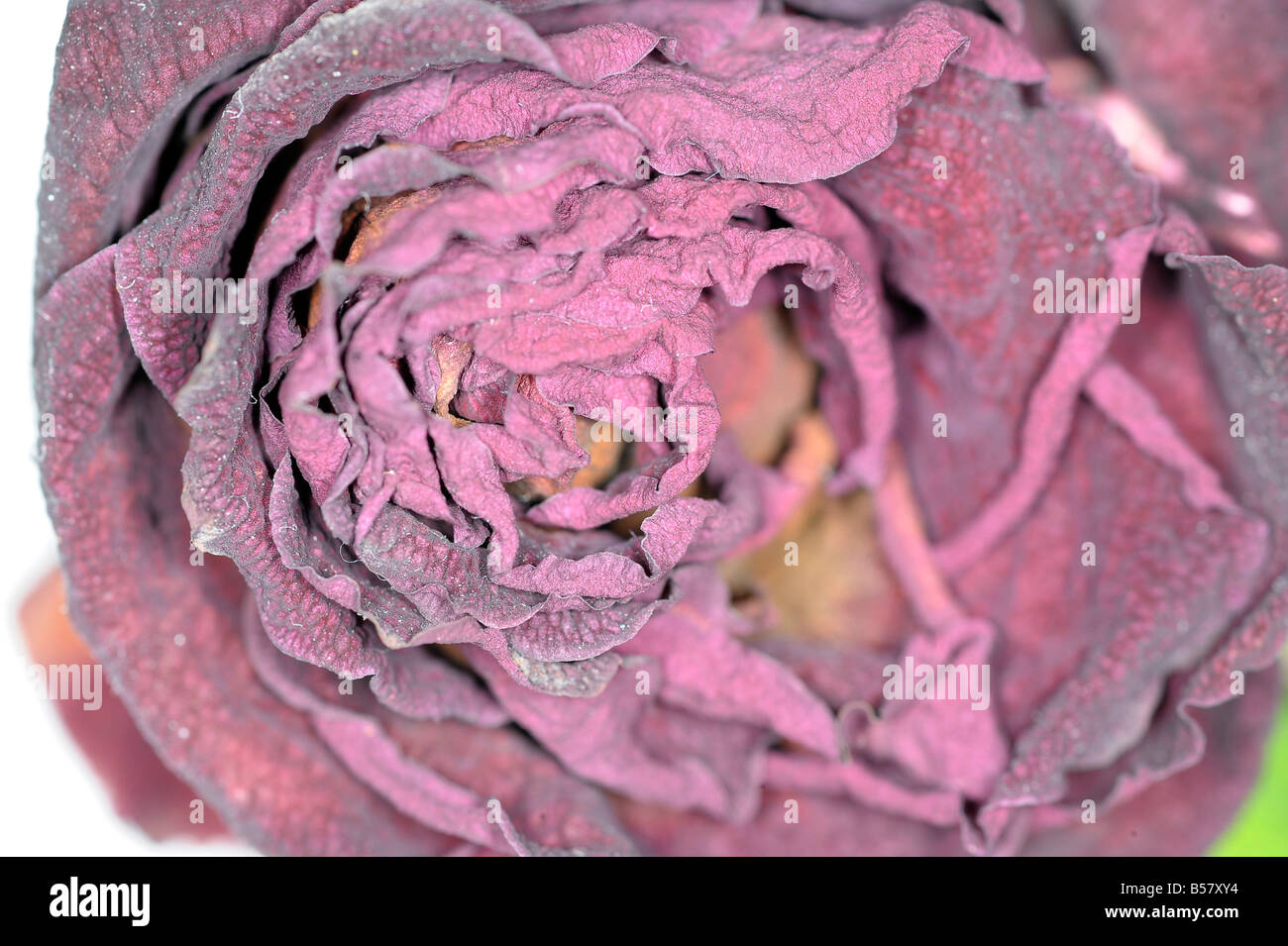 red purple rose funereal funeral dying decaying flower detail macro ...