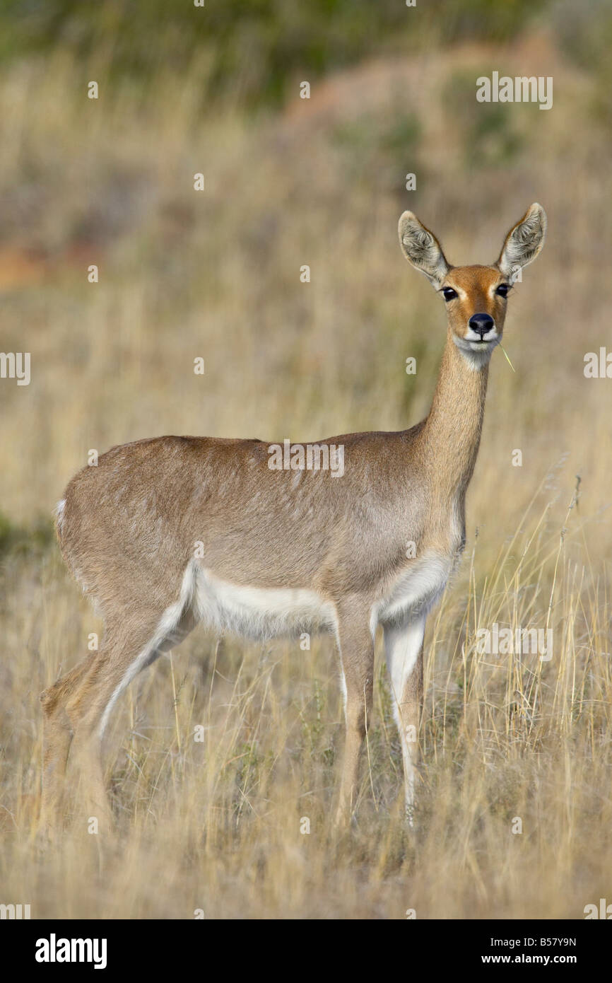 Reedbuck