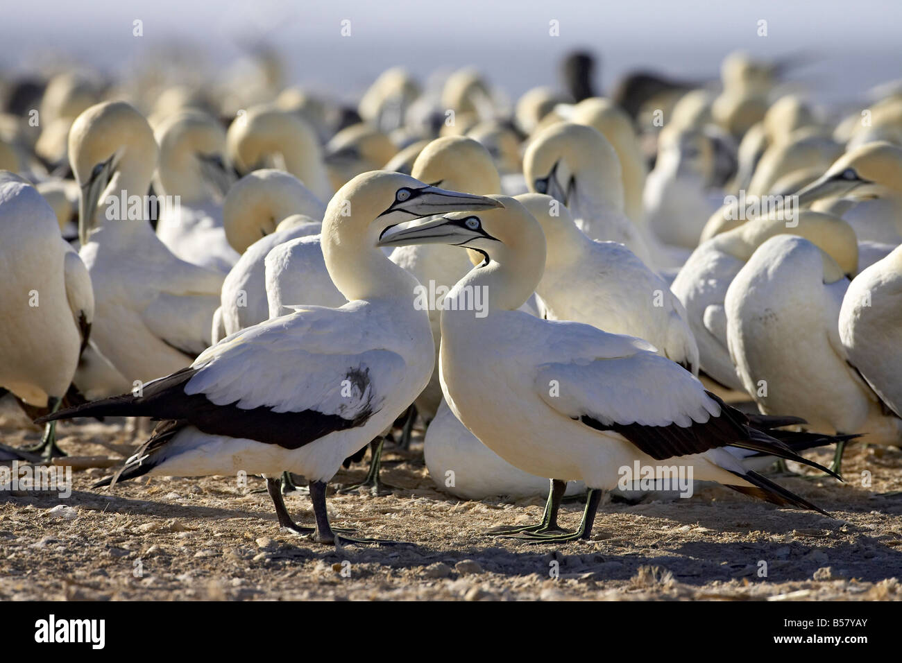 Cape gannet (Morus capensis) pair, Lamberts Bay, South Africa, Africa ...